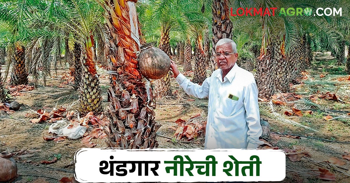 चार एकरात लावली शिंदीची झाडे; सुरु केले 'या' आरोग्यवर्धक थंडपेयाचे ...