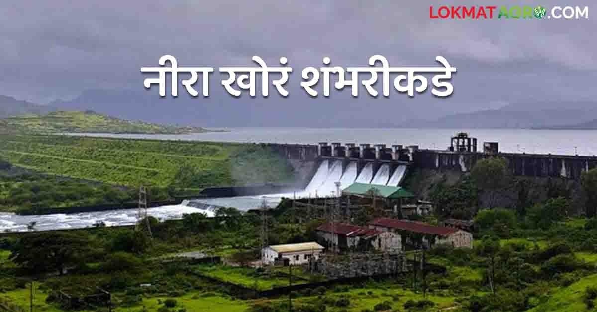 नीरा खोऱ्यातील भाटघर, नीरा देवघर, गुंजवणी, वीर ही चार धरणे ९३.८९ टक्के ...