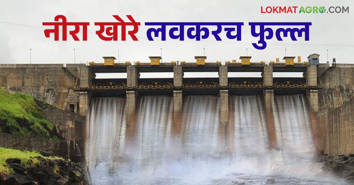 नीरा खोऱ्यातील धरणांमध्ये जोरदार पाऊस; नीरा खोऱ्यातील 'ही' धरणे लवकरच ...