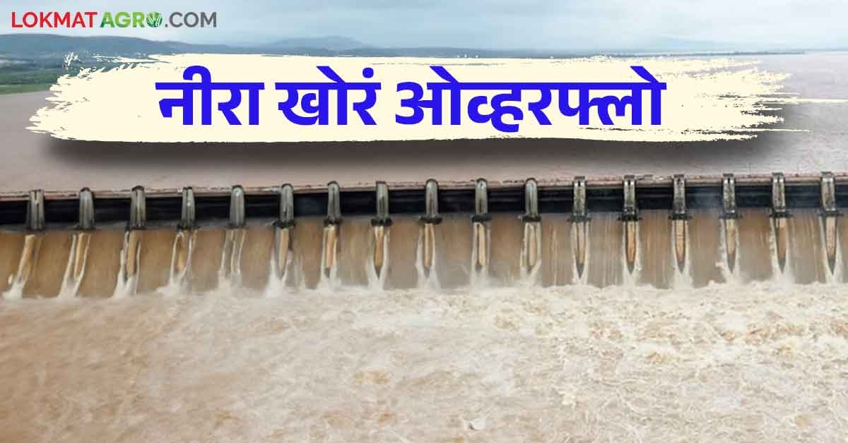 Nira Valley Dams Water Level : नीरा खोऱ्यातील चार धरणांतून ६० टीएमसीचा ...