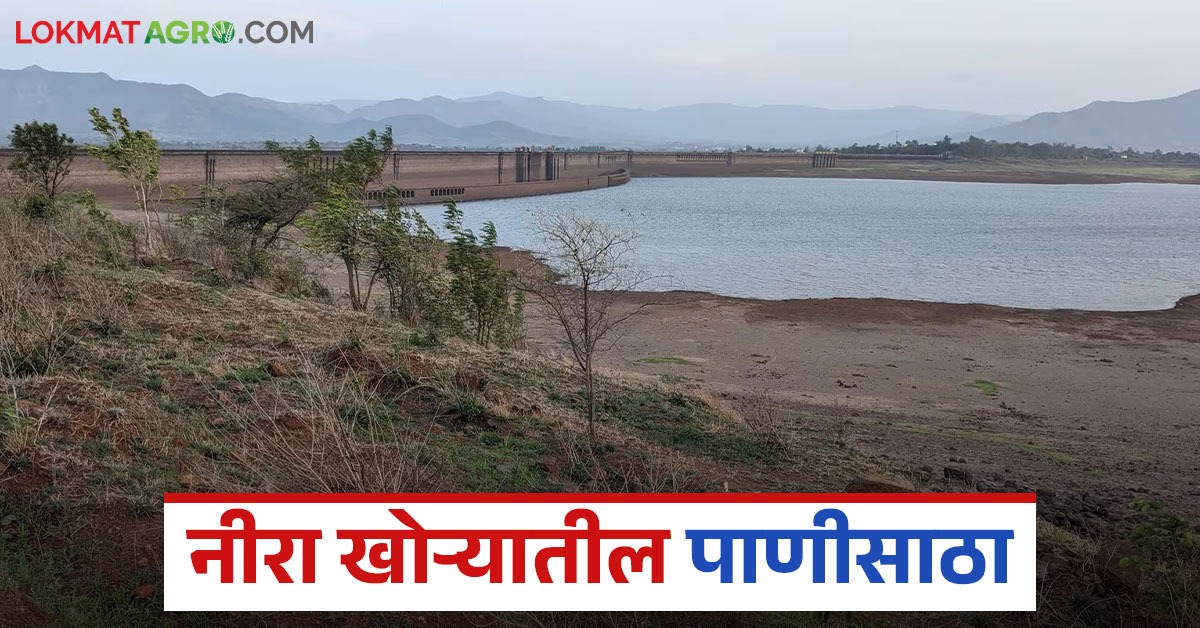 नीरा खोऱ्यातील भाटघर, नीरा देवघर, गुंजवणी व वीर धरणात उरला किती ...