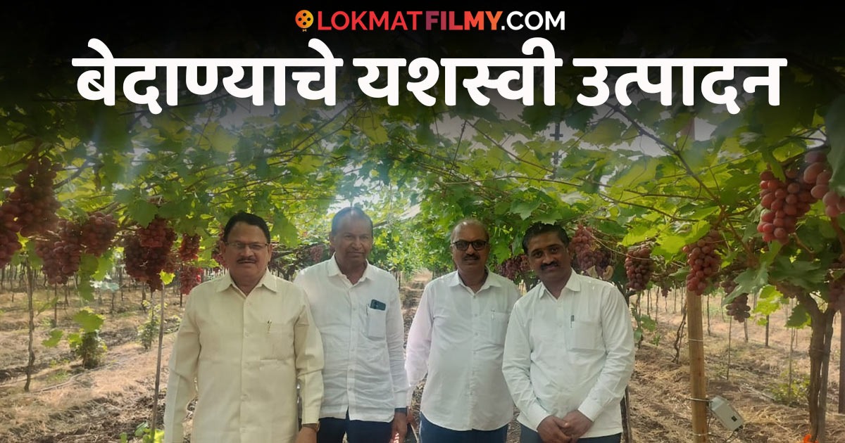 Bedana Production : नाशिकमध्ये बेदाण्याचे यशस्वी उत्पादन ...