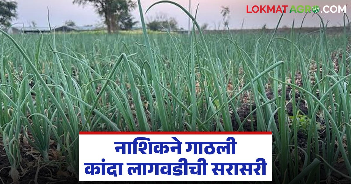 नाशिकचा 'हा' तालुका वगळता सर्वच तालुक्यात कांदा लागवड, यंदा लागवडीची ...