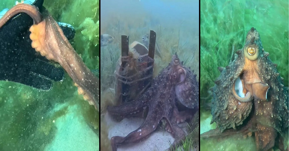video: ऑक्टोपसने पकडला महिला डायव्हरचा हात अन् दाखवला खजिन्याचा मार्ग ...