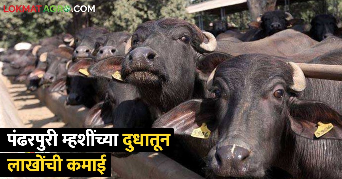 पंढरपूरी म्हैस भारी; दुग्ध व्यवसायातून एका दिवसाला १५ हजार रुपये कमाई ...