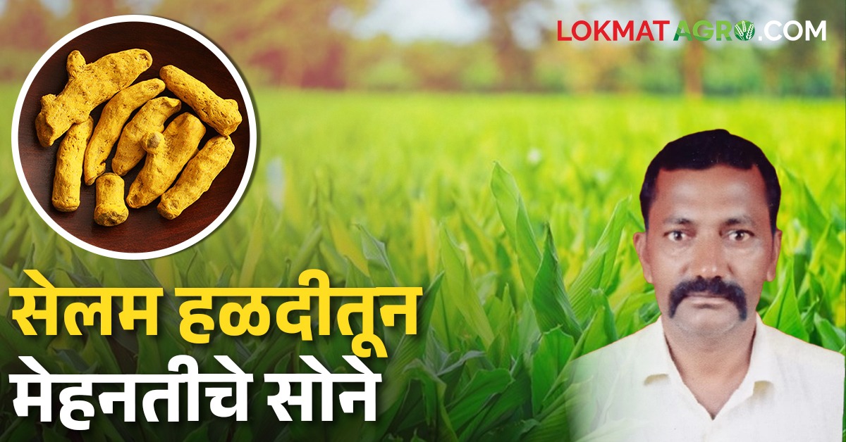 हळदीला मिरचीची दिली जोड; सुभाषरावांचे दोन्ही पिकातून उत्पन्न झाले गोड ...
