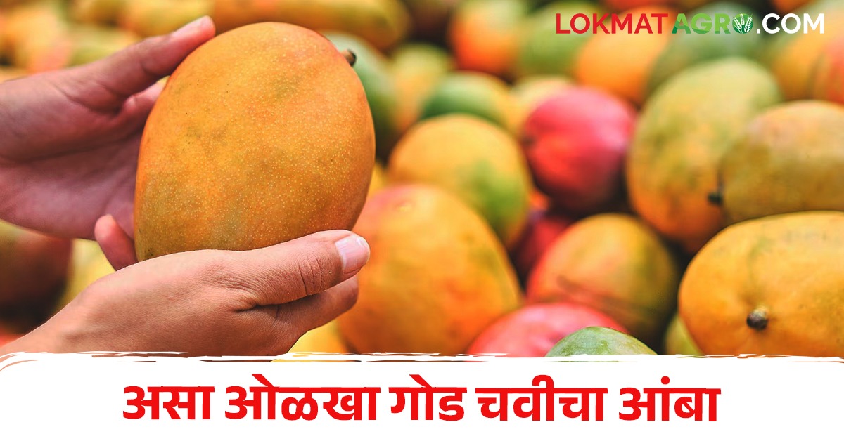 गोड चवीचा आणि पिकलेला आंबा आता ओळखा या सोप्या टिप्सने | Identify sweet ...