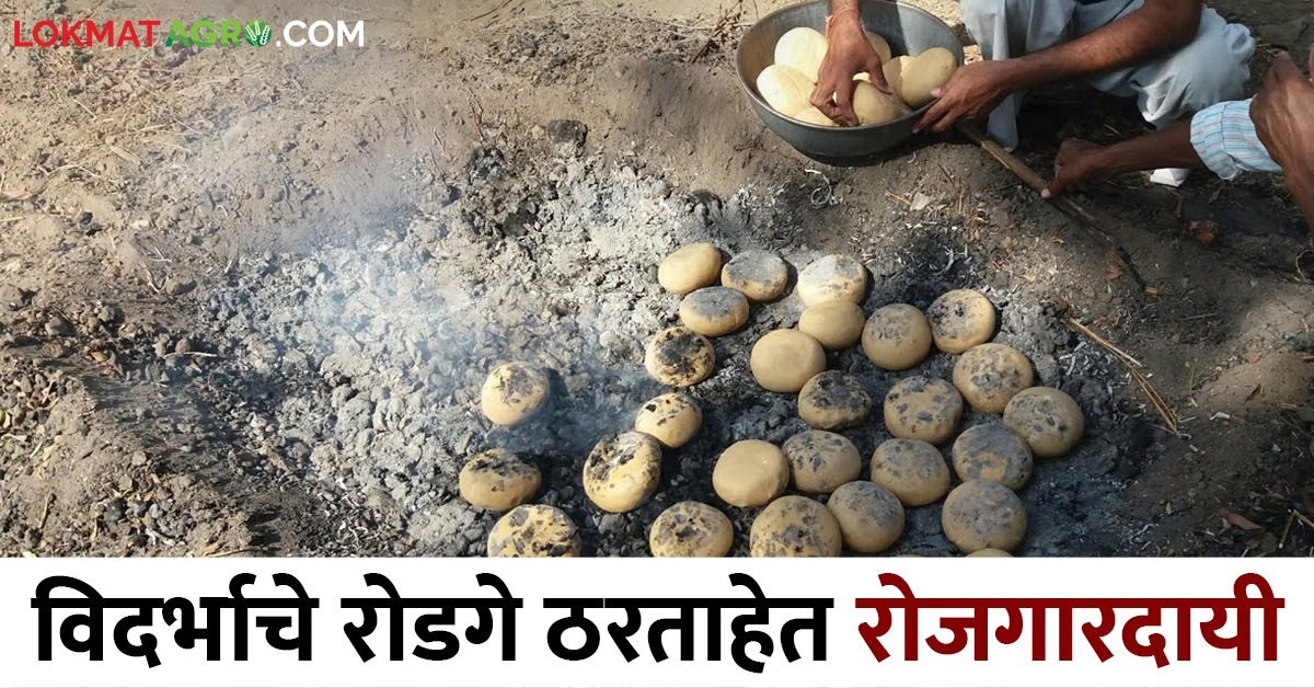 विदर्भाच्या तरुणांचा बेत भारी; रोडगे जेवणातून युवकांनी शोधला रोजगार ...