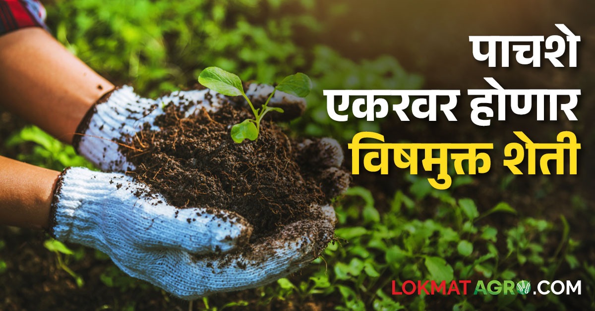 मराठवाड्याच्या पाचशे एकर क्षेत्रावर राबविला जाणार विषमुक्त शेतीचा ...