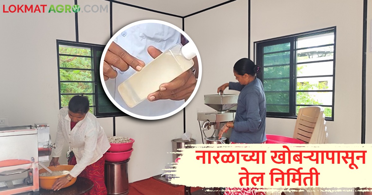 नारळाच्या खोबऱ्यापासून तेल निर्मितीचा प्रयोग, नाशिकच्या मुक्त ...