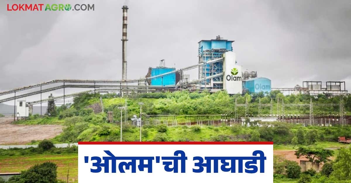 Us Galap : 'ओलम' साखर कारखाना गडहिंग्लज विभागाच्या ऊस गाळपात आघाडीवर ...