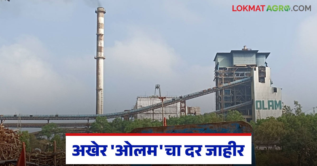 ओलम साखर कारखान्याने अखेर चालू गाळपाचा दर केला जाहीर; कसा दिला दर ...
