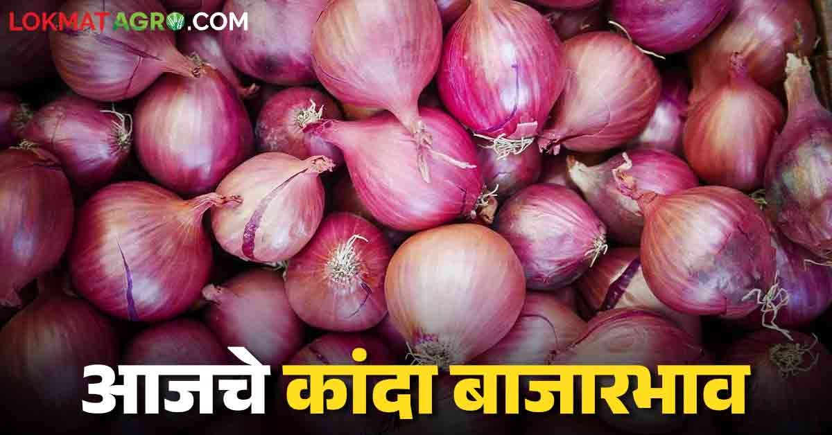Kanda Market Update : सटाणा, कळवण बाजारात उन्हाळ कांद्याची चलती, वाचा ...
