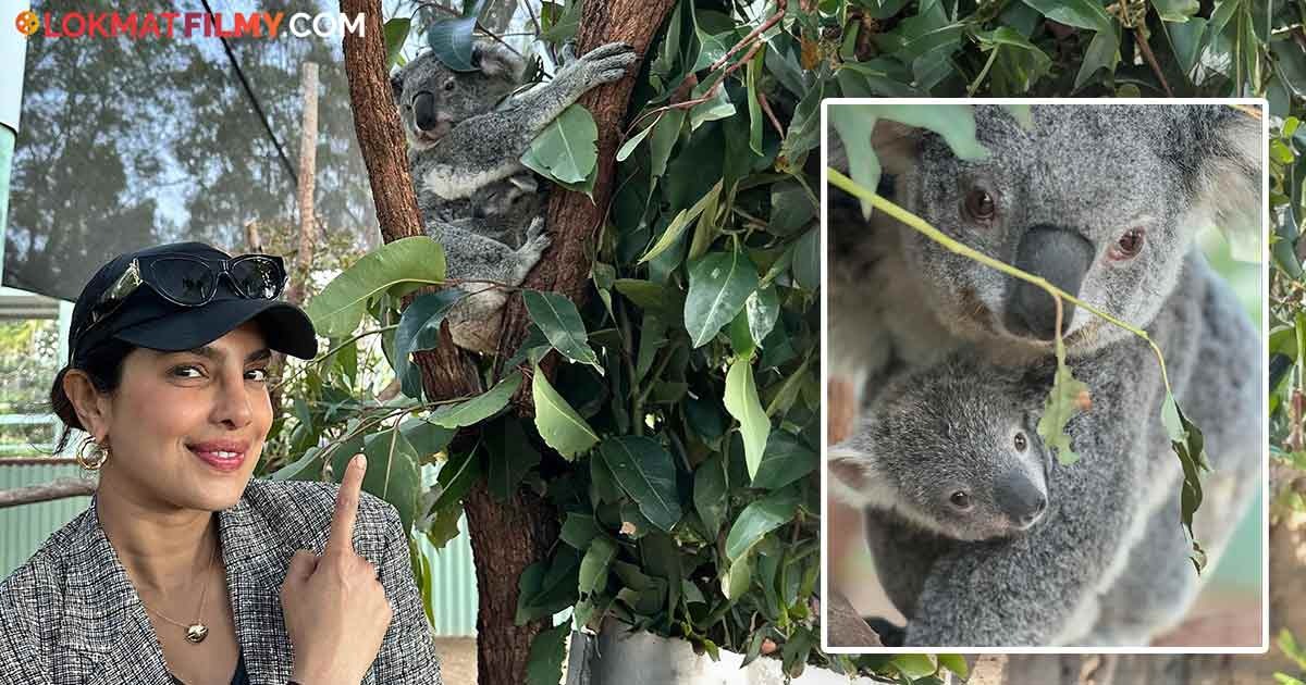 Eight-Month-Old Koala Named After Her Priyanka Chopra In Australia