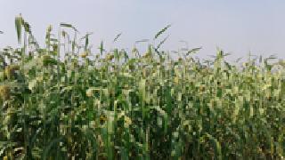 गावरान ज्वारी : Yavatmal Marathi News | Gavran Jawar: | Latest Yavatmal ...
