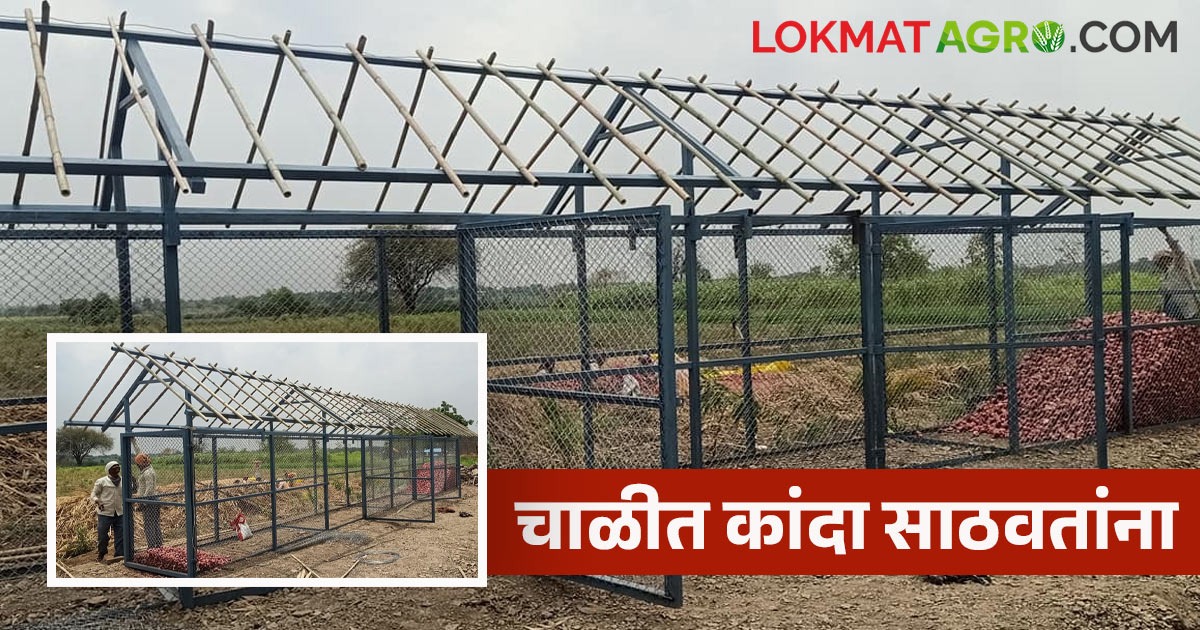 Kanda Sathvanuk : कांदा चाळीत साठवताना थर कसे लावावेत? जेणेकरून कांदा ...