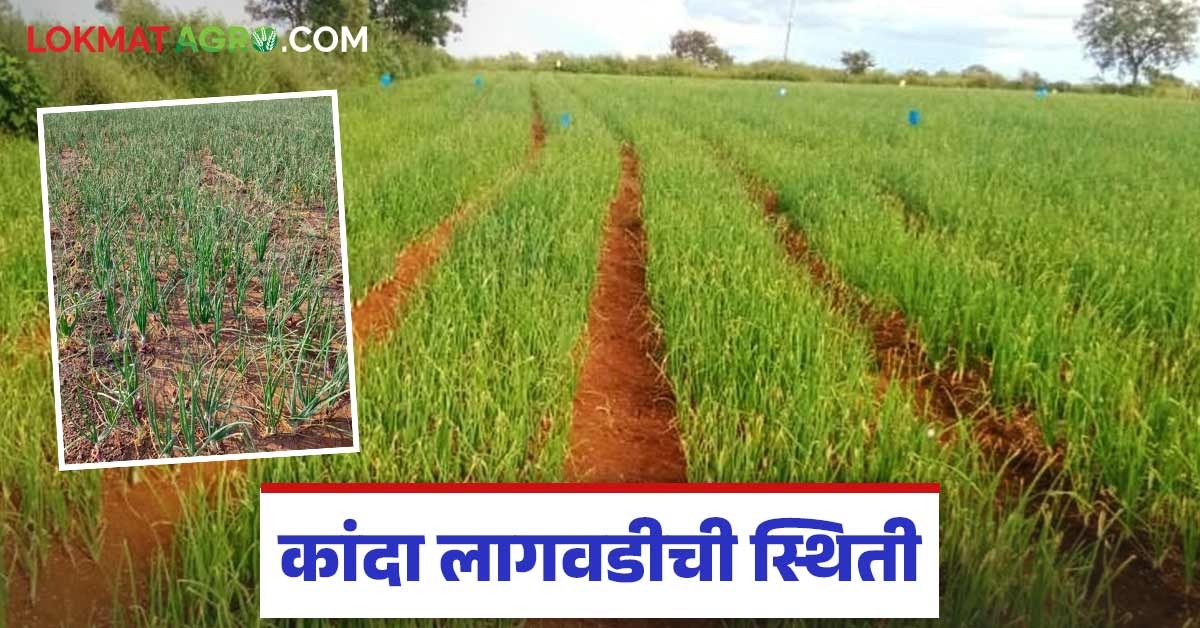 Kanda Lagvad : यंदा देशात कांद्याची लागवड किती? खरंच उत्पादन वाढणार का ...