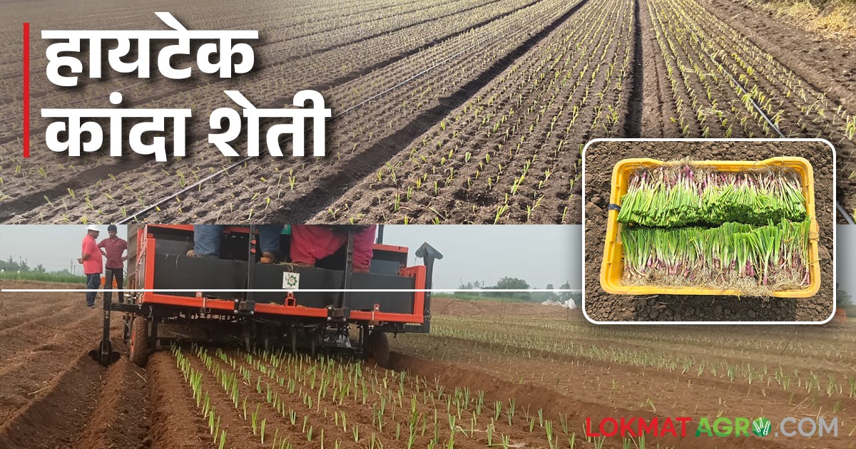 Hi Tech Onion Farming : जुन्नरची हायटेक कांदा शेती; १ एकर कांदा ...