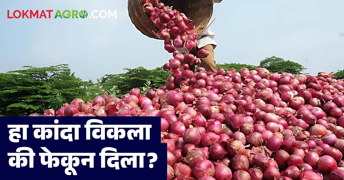 latest news Onion Farming Crisis: Worked in the sun, cried in the ...