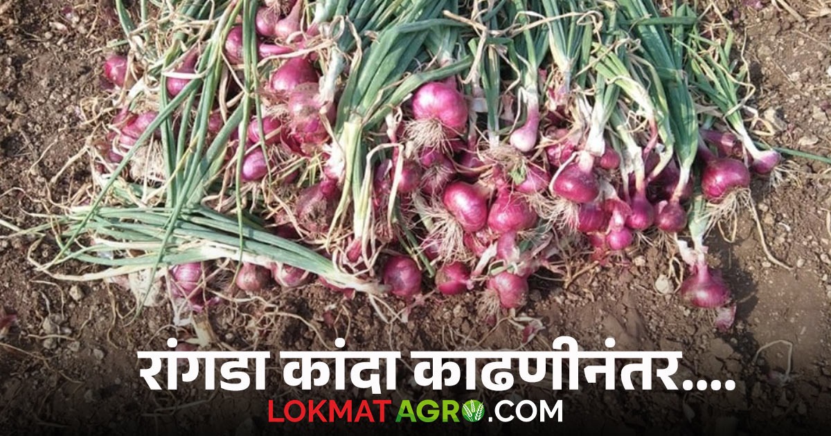 Kanda Kadhani : कांदा काढणीनंतर किती दिवस शेतात सुकवावा आणि का? वाचा ...