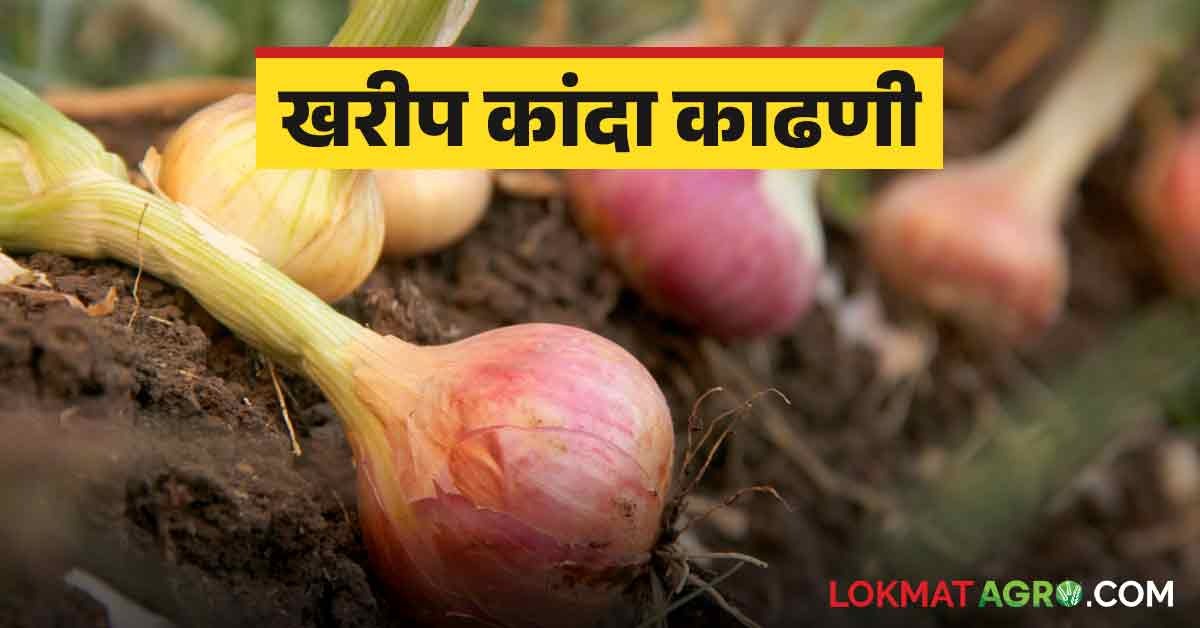 Kharif Kanda Kadhani : खरीपातील कांदा काढणीदरम्यान काय काळजी घ्यावी ...