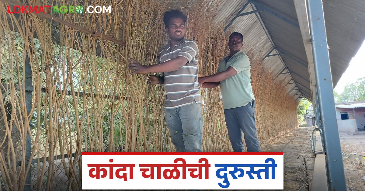 Kanda Chal : कांदा अधिक काळ टिकवण्यासाठी अशी करा चाळ दुरुस्ती, 'हे ...