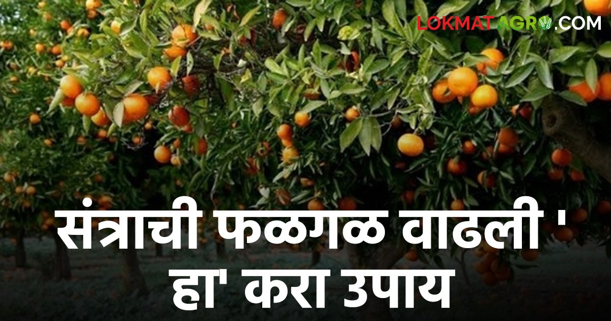 Orange Crop Management : संत्रा फळ बागेचे कसे व्यवस्थापन करावे? जाणून ...