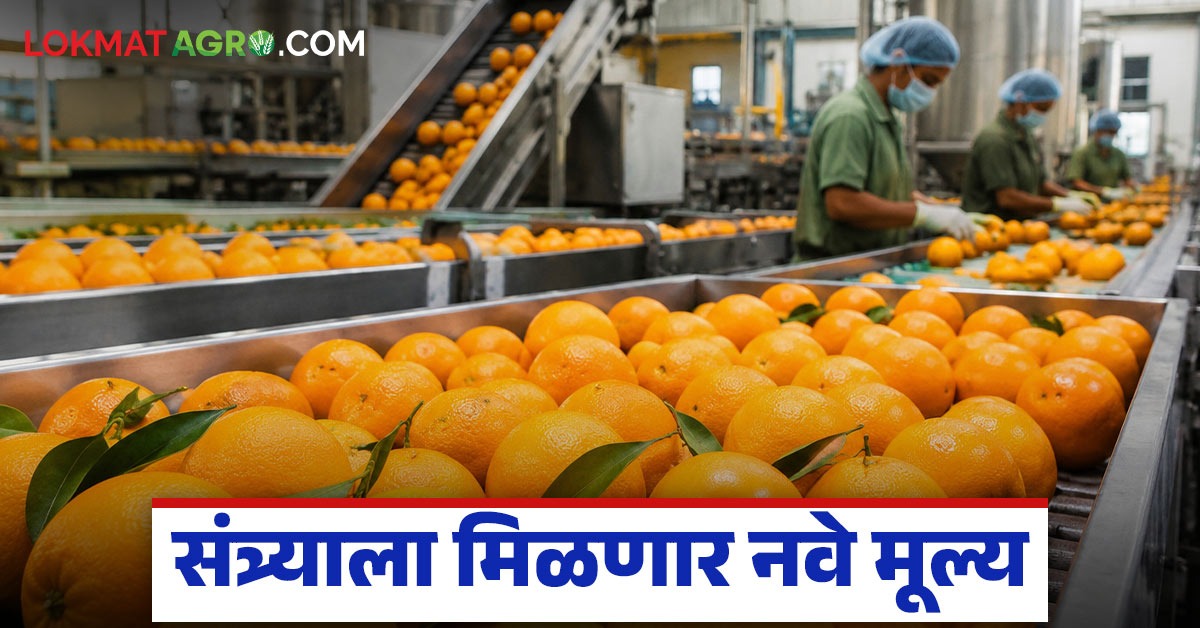 latest news Orange Processing Plant: Oranges will get new value; A ...