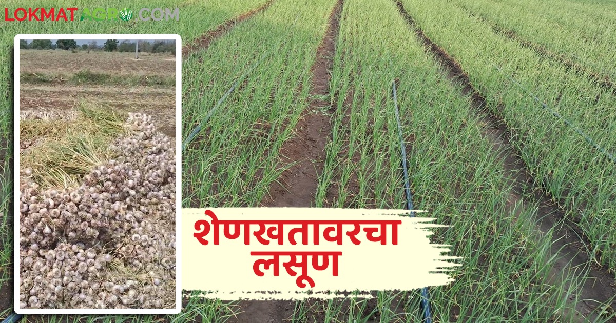 latest news Organic Garlic Farming Success: Garlic grown only on cow ...