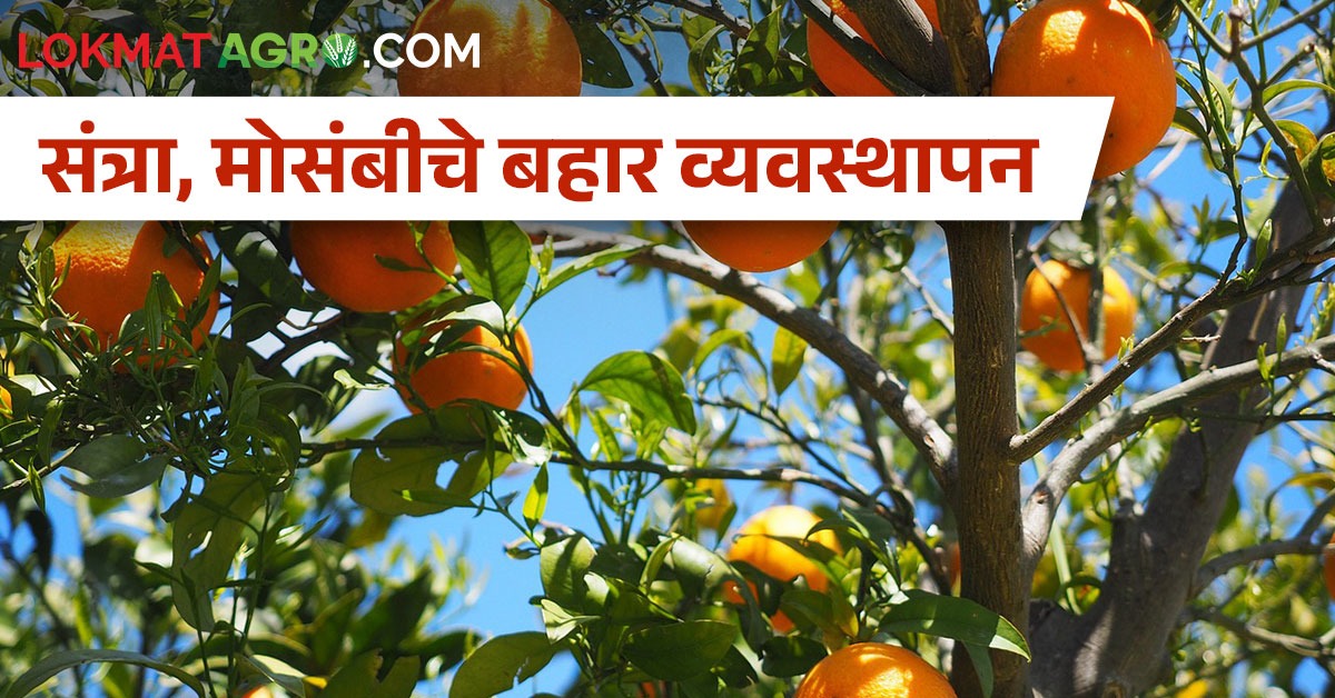 लिंबूवर्गीय फळपिकांचे अंबिया बहार व्यवस्थापन कसे कराल? | How to do ...