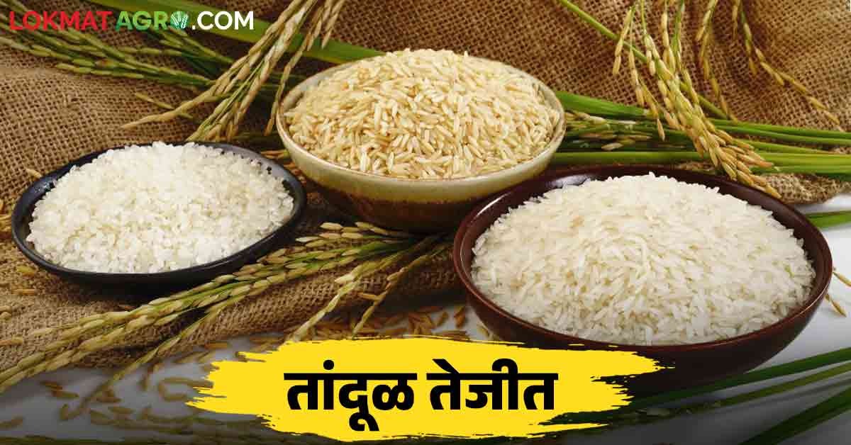 Tandul Bajar Bhav : तांदळावरील निर्यात निर्बंध शिथिल दर वाढले.. वाचा ...