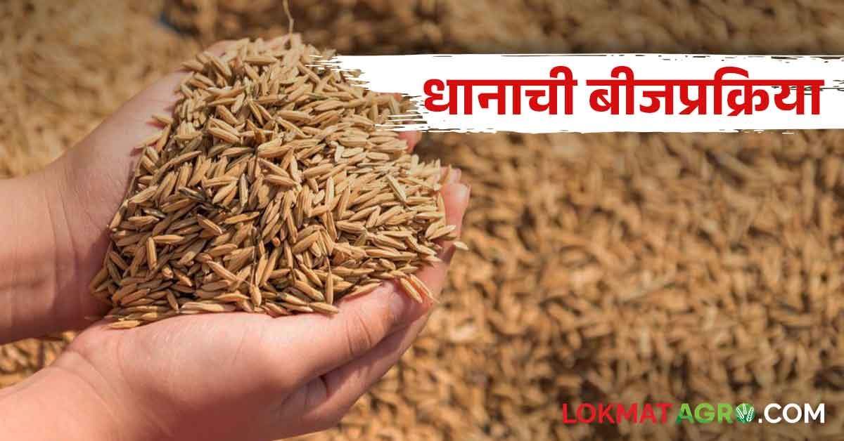 Paddy Sowing धान लागवडीसाठी किती बियाणे लागते व कशी करावी बीजप्रक्रिया ...
