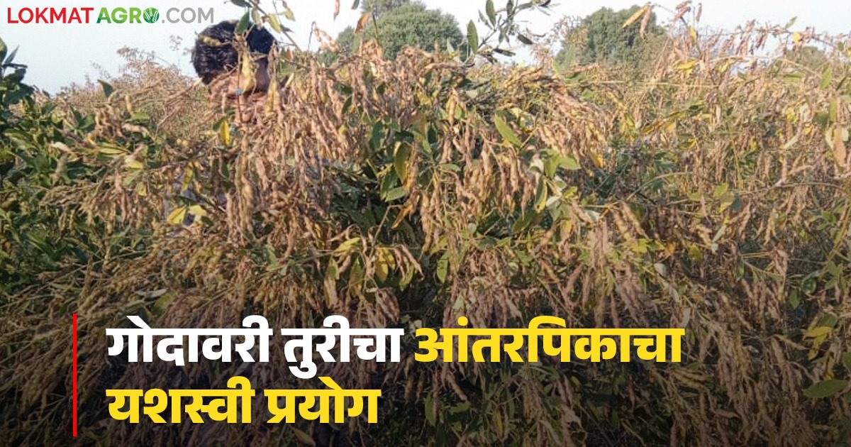 Farmer Success Story : मोसंबी पिकातून 61 लाख रुपये, तर गोदावरी तूर ...