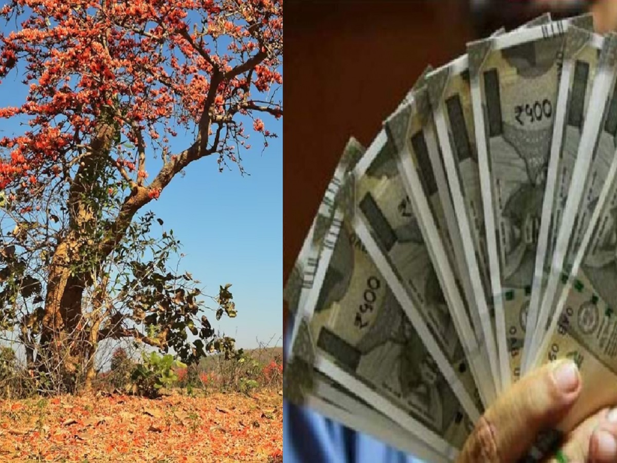 Business idea : हे फुलांचे नाही तर पैशाचे झाड! एकदा लागवड केल्यास होईल ...