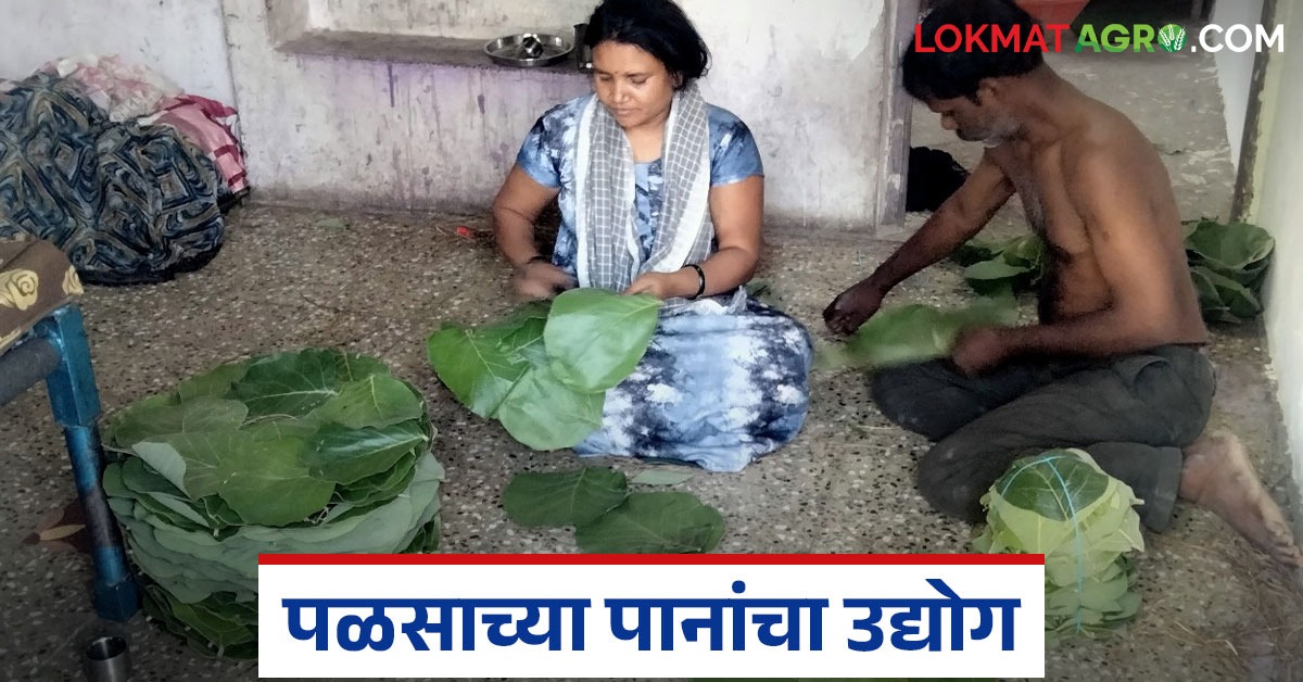 latest news Sale of eco-friendly Patravali palasa leaf from Eranda village!