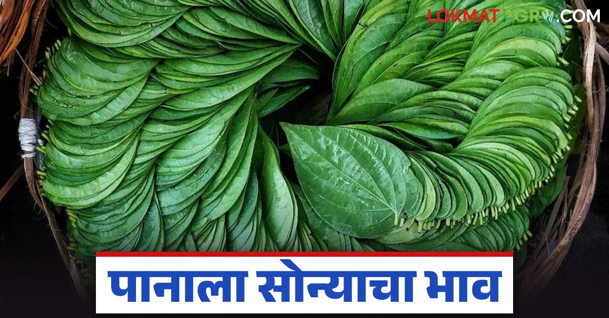 latest news Betel Leaf Market : Relief for betel leaf farmers; Prices ...