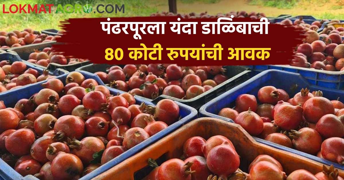 Pandharpur Market : पंढरपूर कृषी उत्पन्न बाजार समितीची ५२८ कोटींची यंदा ...