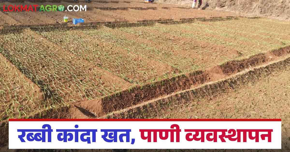 Rabbi Kanda : रब्बी कांद्यासाठी पाण्याच्या पाळ्या आणि खत कसे द्याल ...