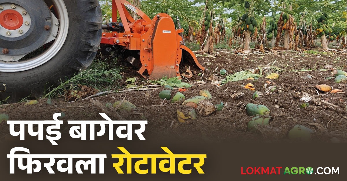 कवडीमोल बाजारदरापुढे 'गौंडगाव'च्या ज्ञानेश्वररावांनी पपई बागेवर फिरवला ...
