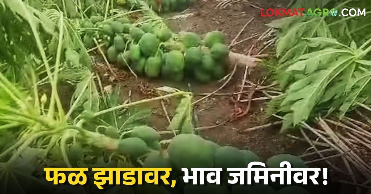latest news Papaya farmers in double trouble read in details