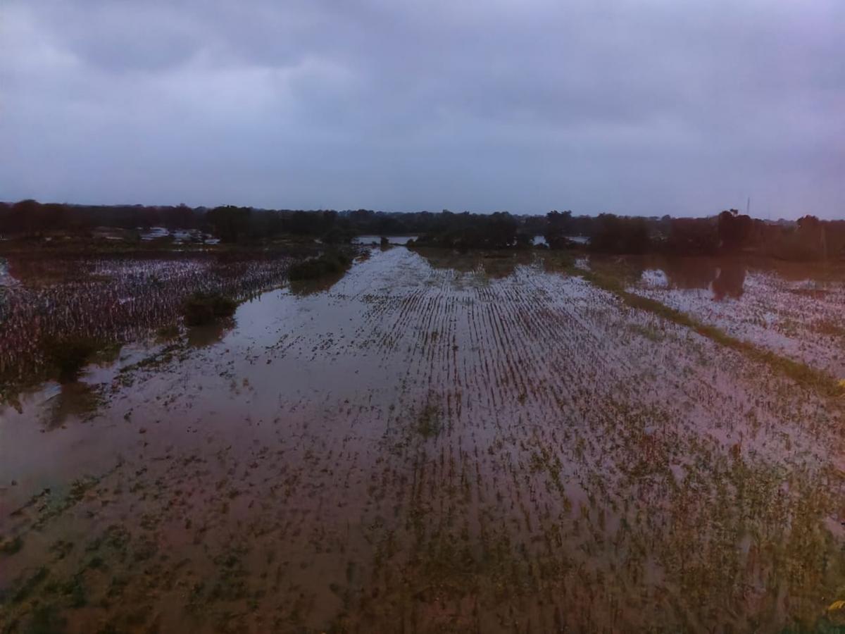 परभणी जिल्ह्यात आभाळ फाटले; घरांत पाणी, शेतात पूर, रस्ते बंद, पेठशिवणीत ११२ मिमी पाऊस Parabhani ...