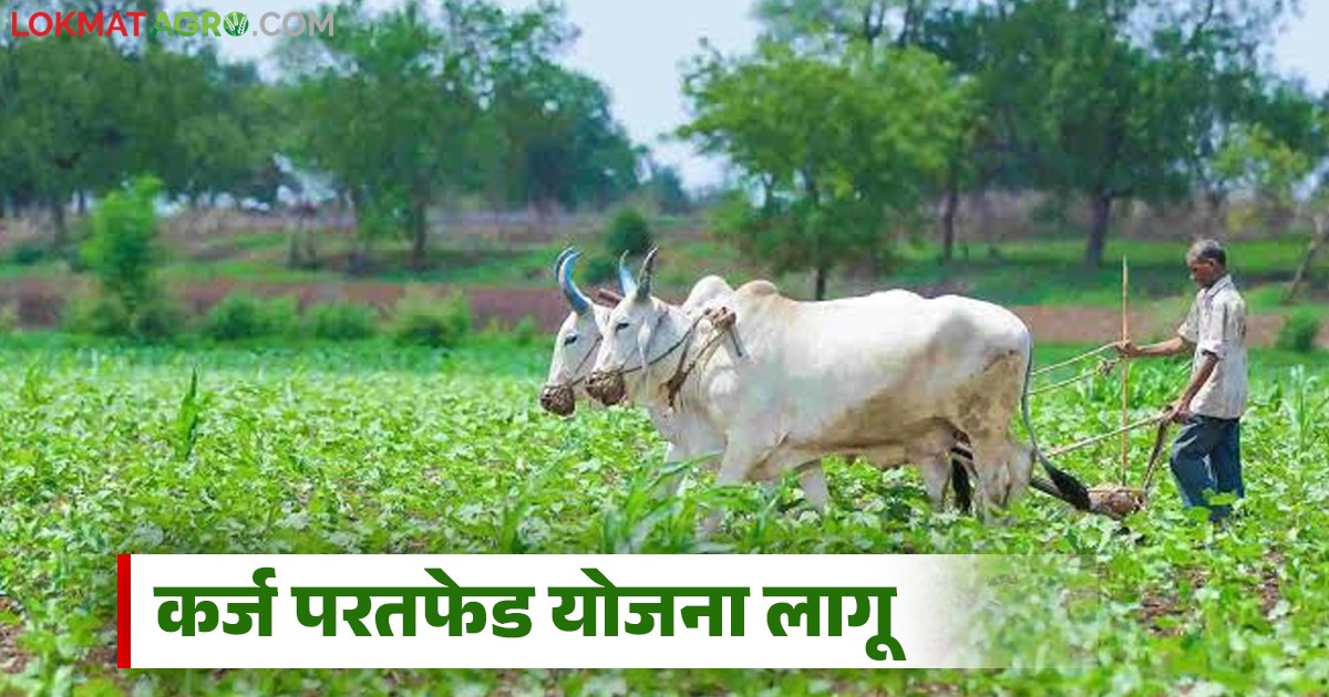 Nashik Jilha Bank : कर्ज परतफेड योजना लागू, तर शेतकरी म्हणतात एक दमडीही ...