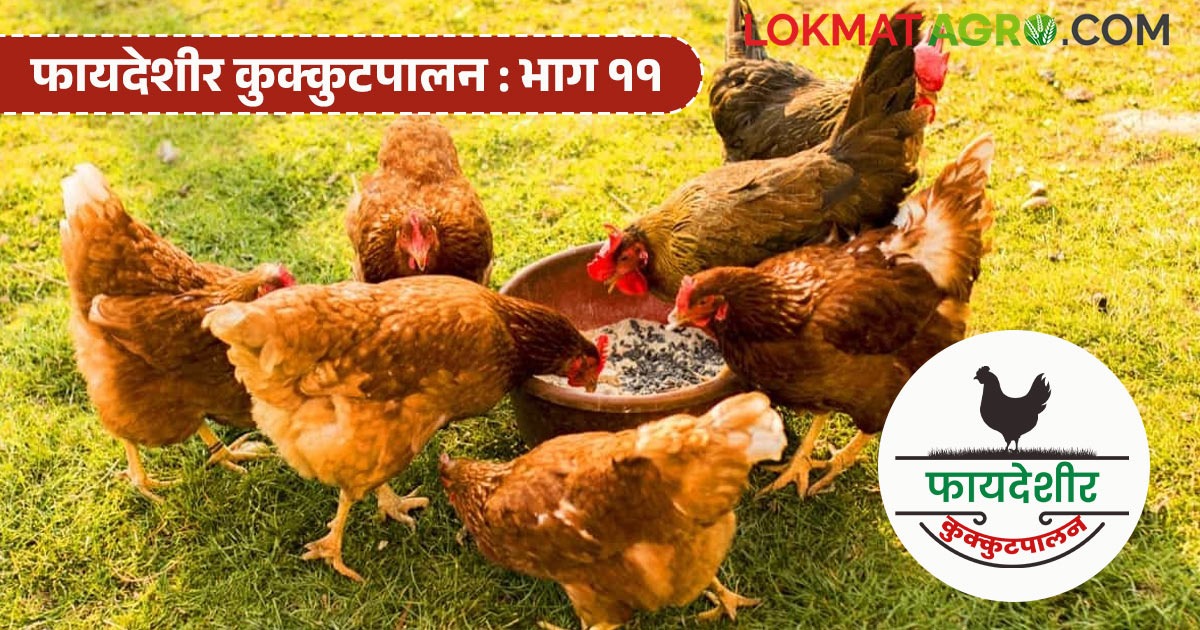 Gram Priya Kombdi : 'या' जातीच्या कोंबडीद्वारे वर्षाकाठी मिळतात 220 ...