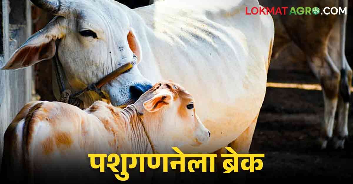 Pashu Ganana 2024 : तांत्रिक कारणाने एकविसावी पशुगणना थांबली | Pashu ...