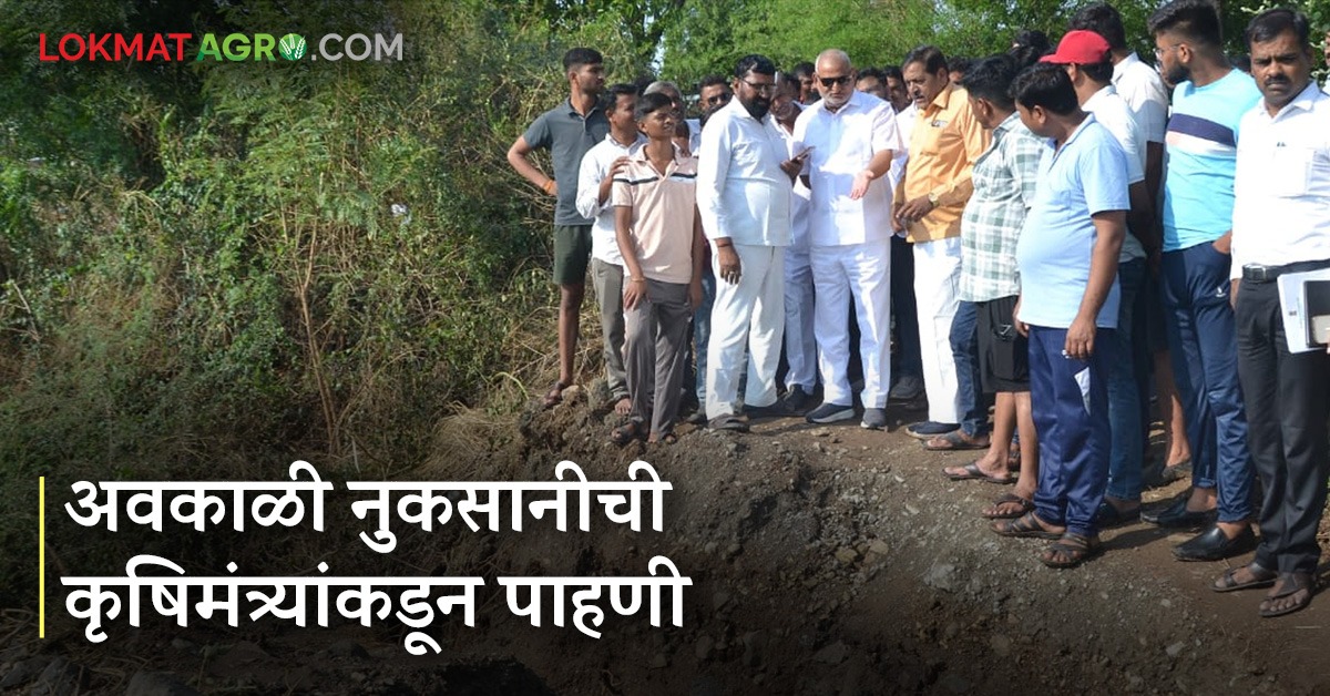 Avkali Paus : नाशिक जिल्ह्यातील साडे तीन हजार हेक्टरला फटका, नुकसानीची कृषिमंत्र्यांकडून पाहणी ...