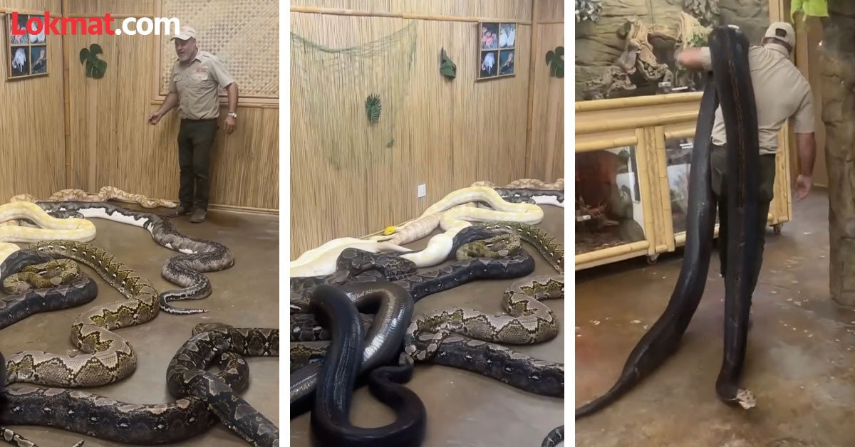 VIDEO : व्यक्तीने खांद्यावर उचलून नेला भलामोठा अजगर, रूममधील नजारा ...