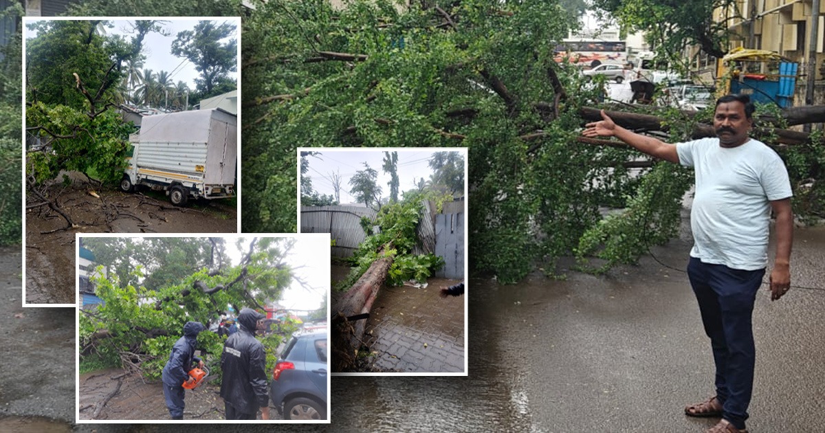 जोरदार पावसामुळे पिंपरी चिंचवडमध्ये झाडे कोसळली; घरे आणि गाड्यांचे ...