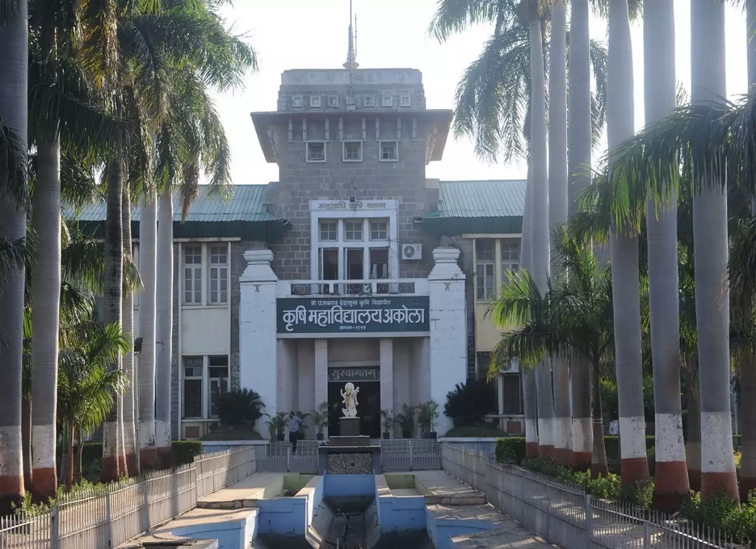अकाेल्याच्या कृषी विद्यापीठाने केले सूर्यफुलाचे नवे वाण विकसित | Akola ...