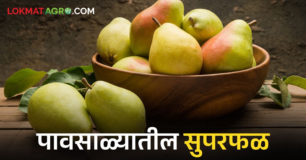 Health Benefits of Pear read in details