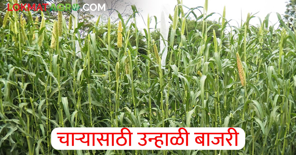 धान्य व चारा उत्पादनासाठी उन्हाळी बाजरीची लागवड कशी कराल? | How to ...